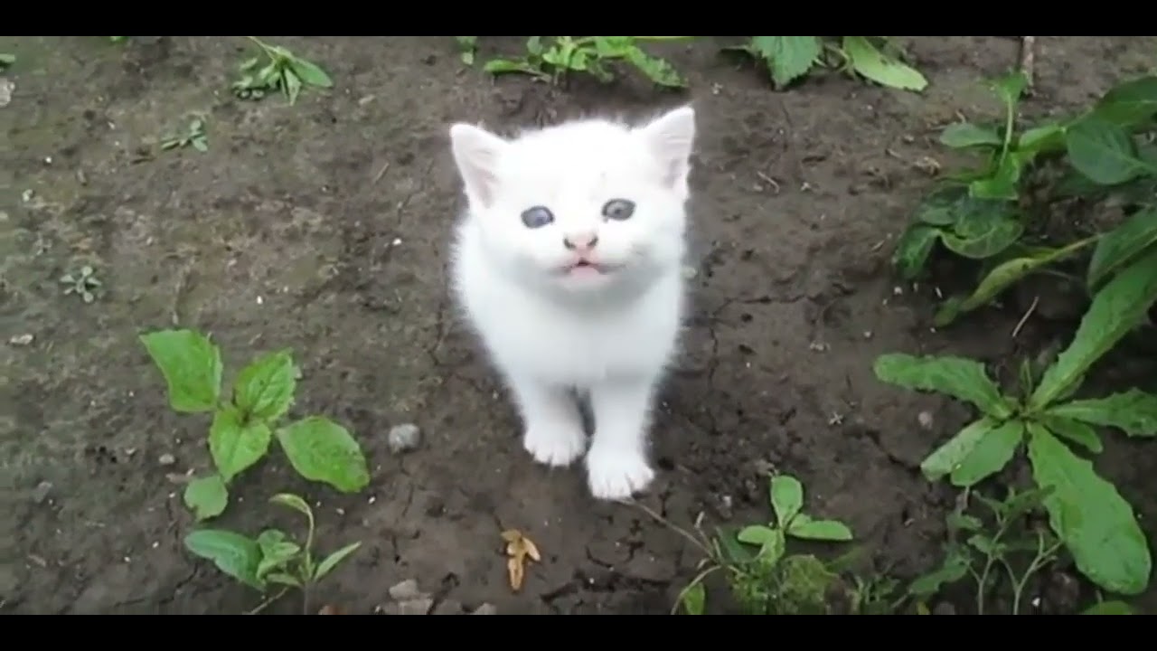 Funny Cats And Kittens Meowing Compilation Youtube