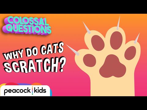 Why Do Cats Love Scratching Colossal Questions Safe Videos For Kids