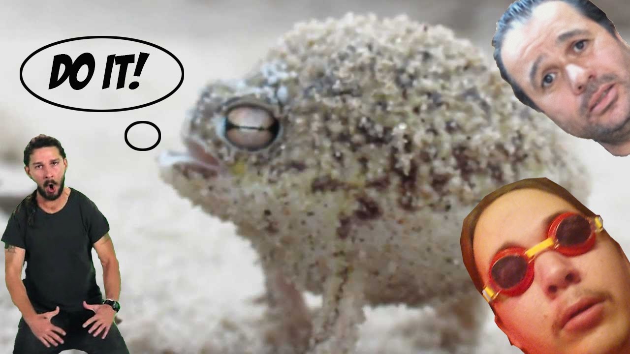 Angry Squeaking Frog Collection Youtube