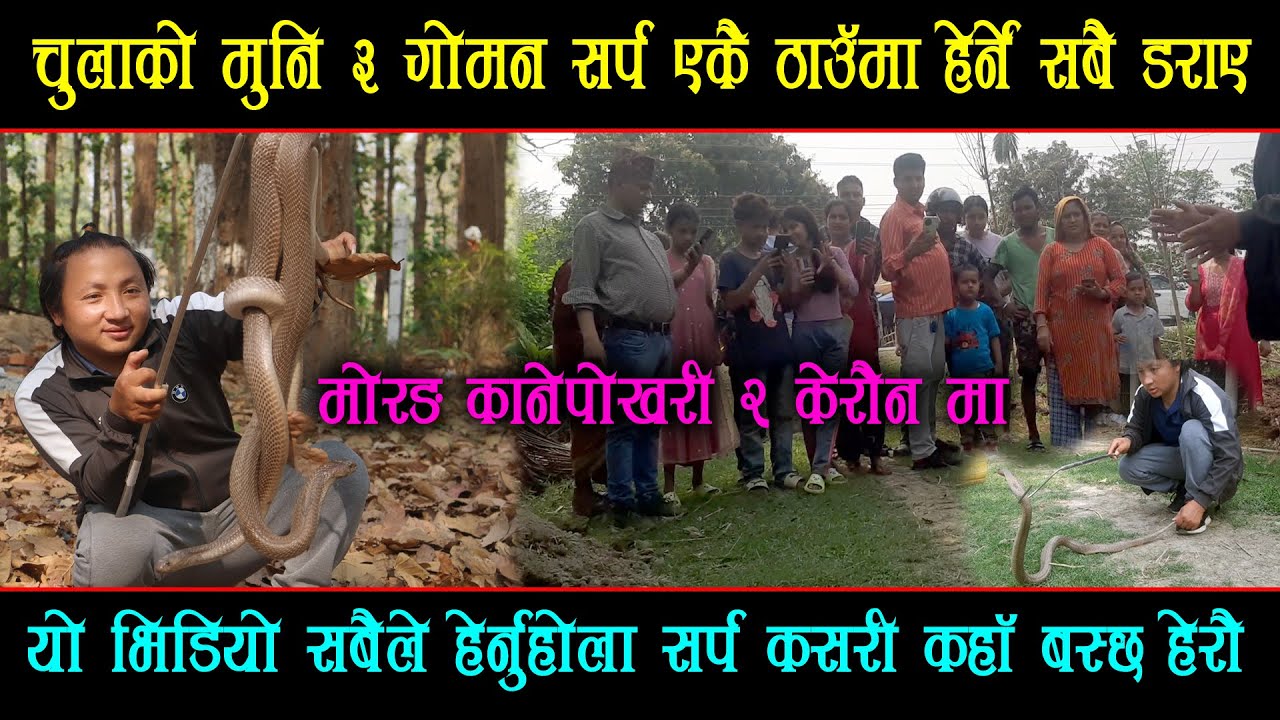 First Time 3 Spectacled Cobra Rescue Morang Kanepokhari 2 Keraun