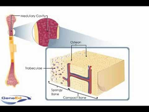 Bone Anatomy Youtube