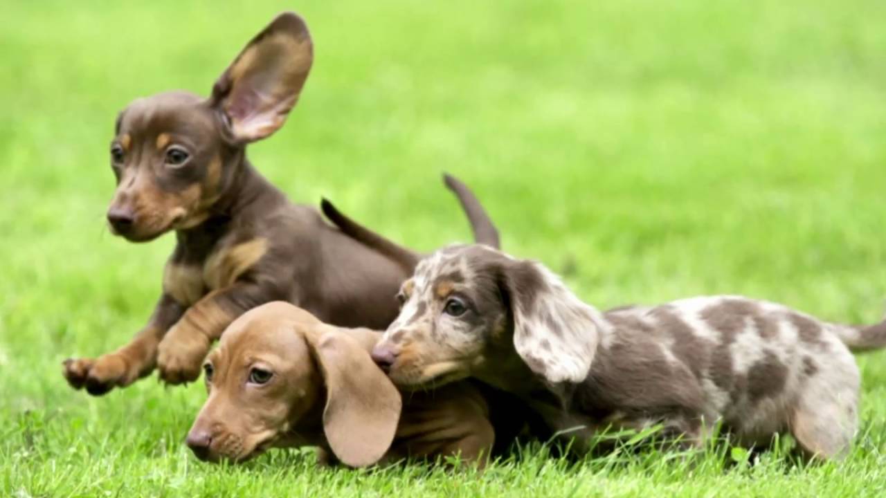 Teckel Petit Chien Prores Mov Hd Pal Youtube