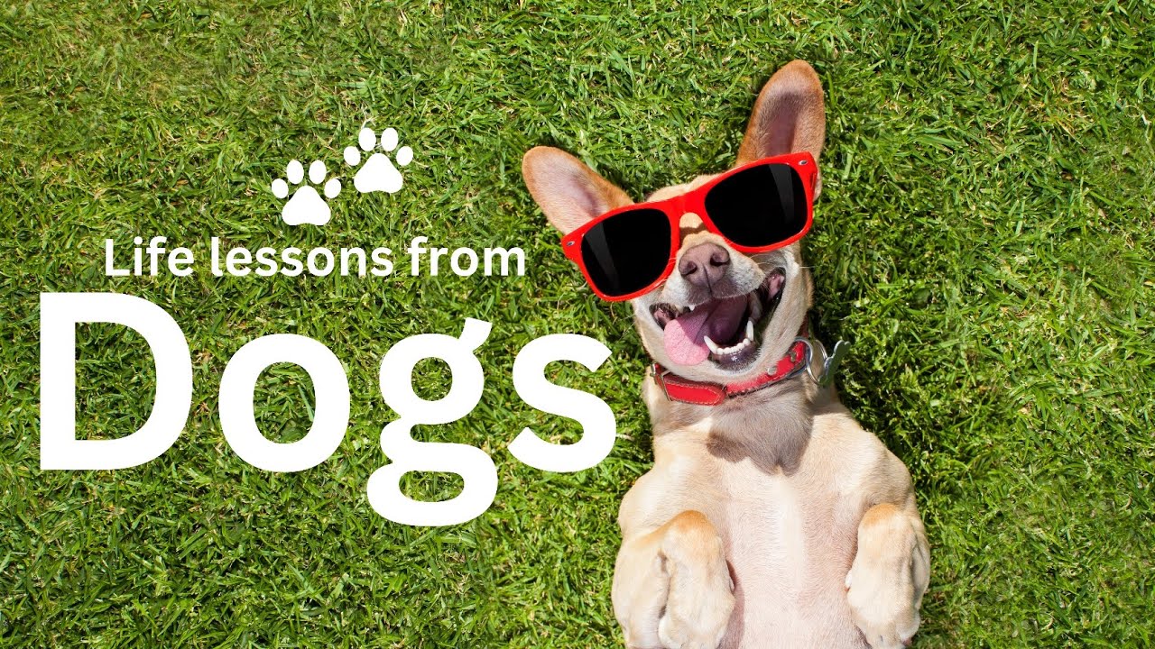 Learn From The Dog Youtube