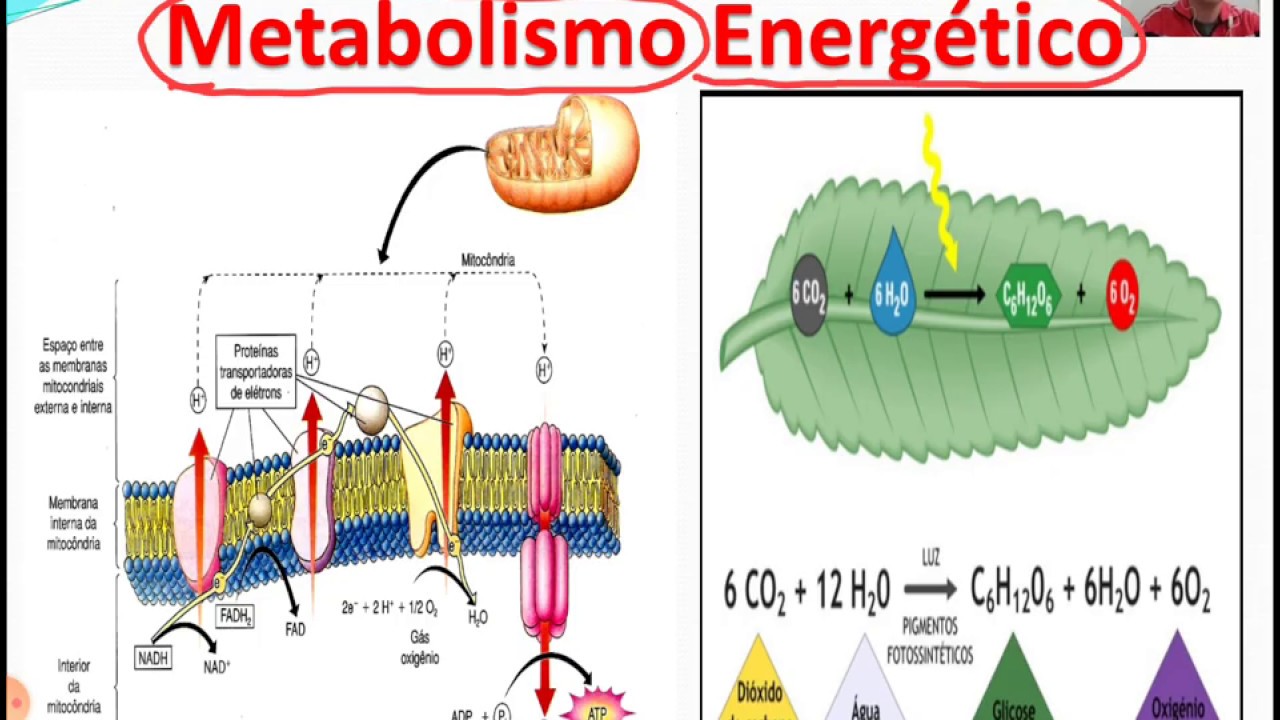 Mapa Mental Metabolismo Energético Retoedu