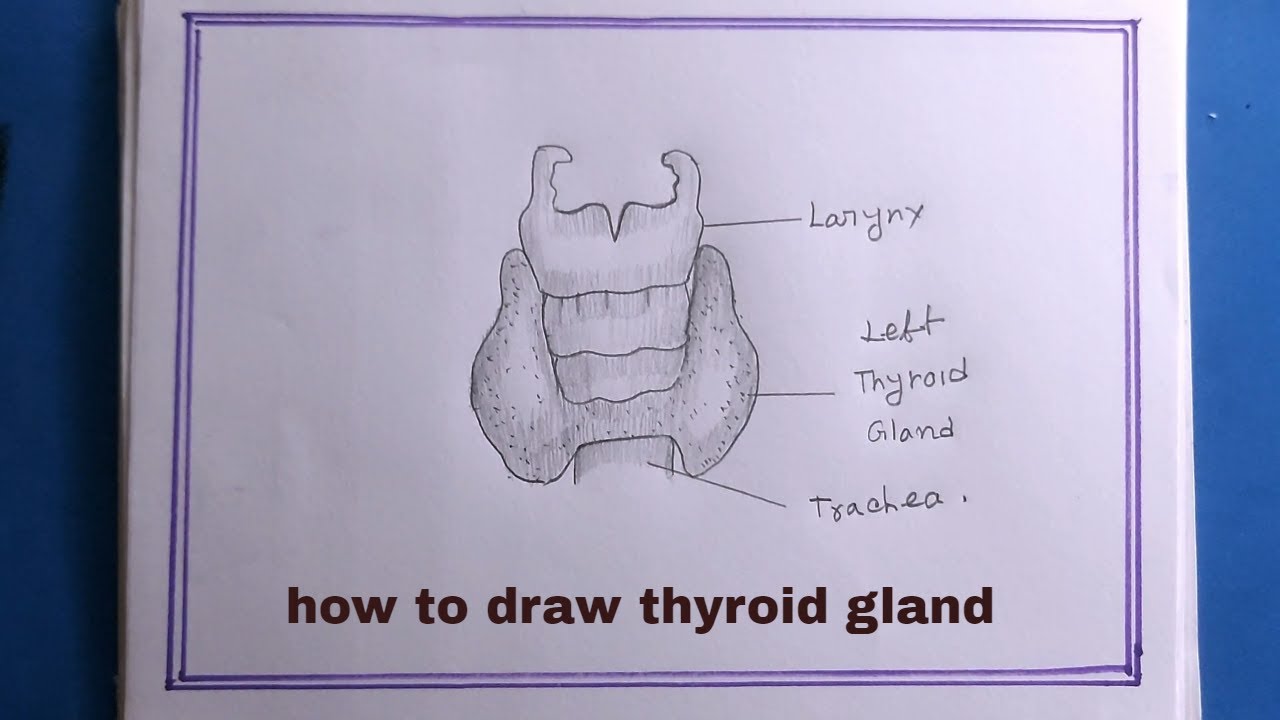 Thyroid Gland Popping At Margaret Rice Blog
