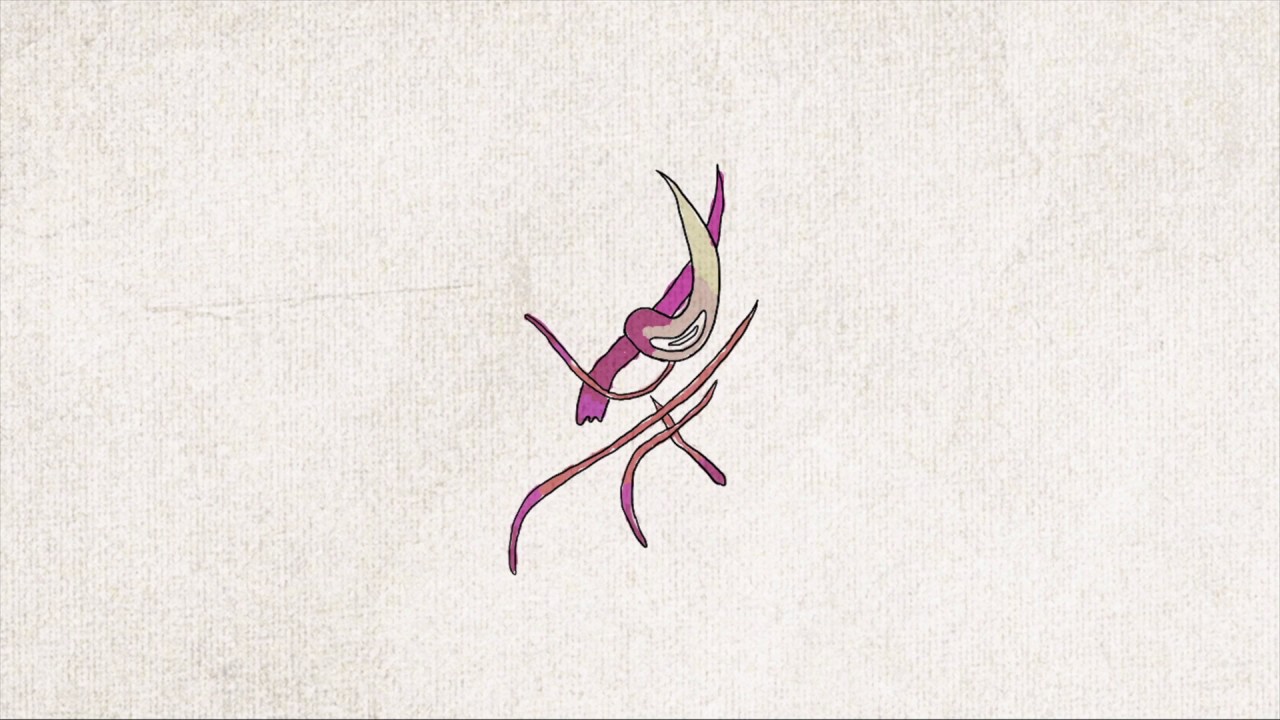 2d Morphing Animation Youtube