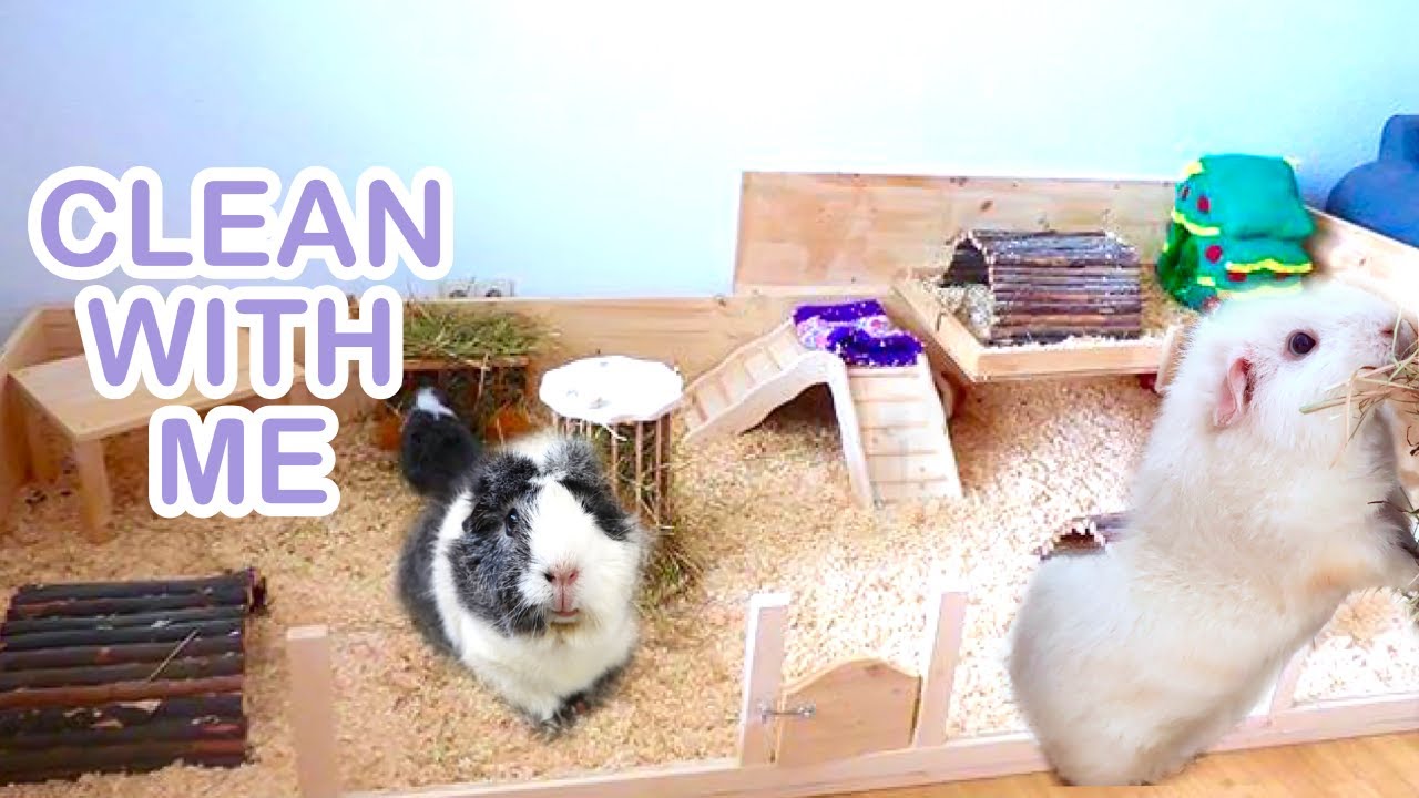 Clean With Me Guinea Pig Edition Cage Cleaning Routine Fleece