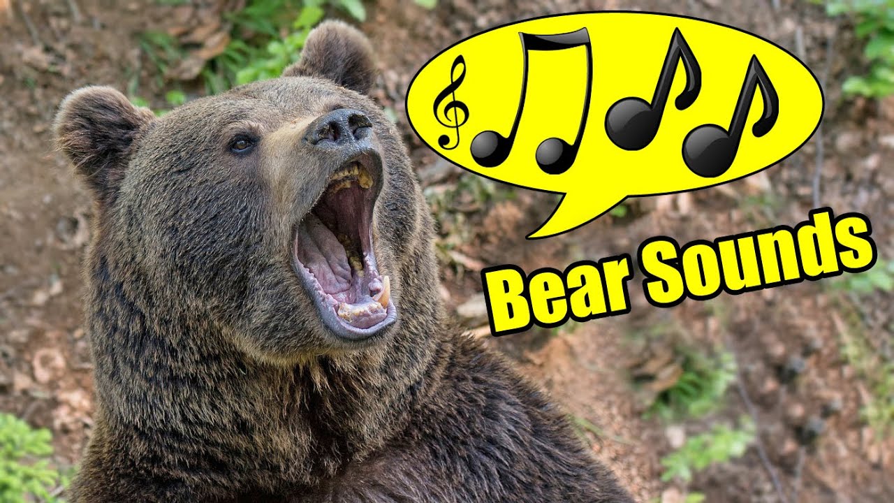 Black Bear Low Growl Sound