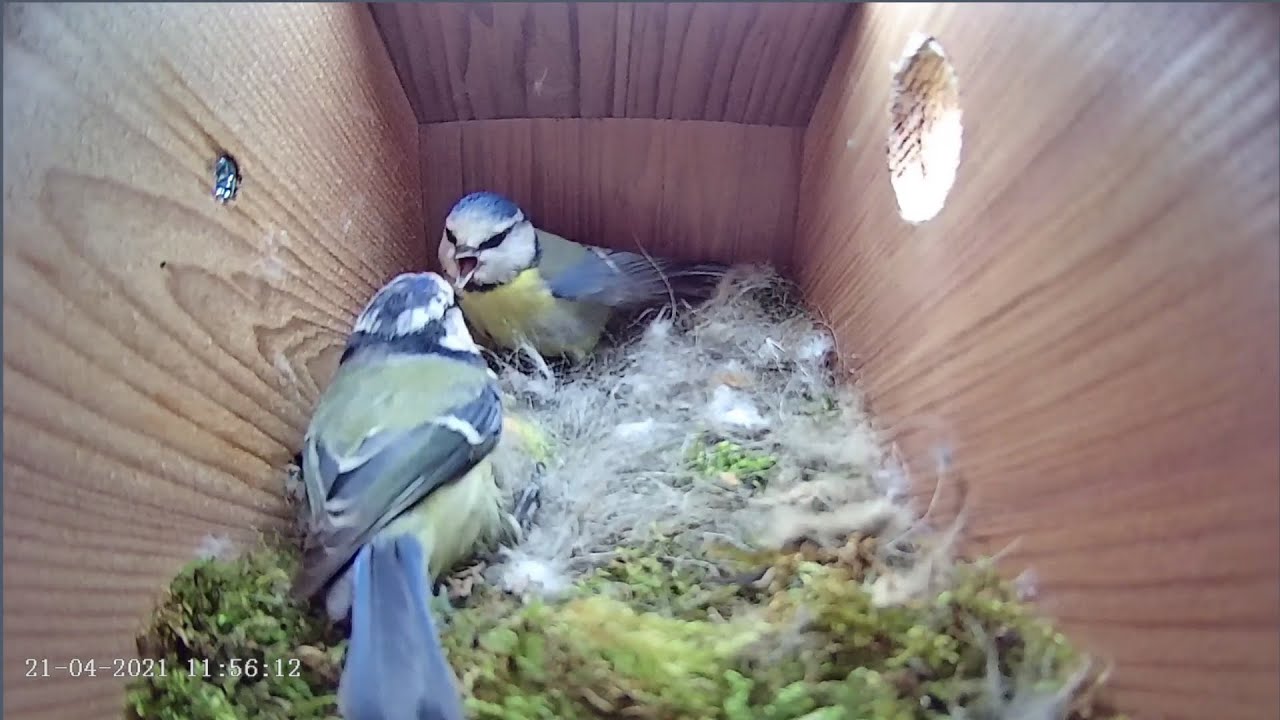 21st April 2021 Blue Tit Nest Box Live Camera Highlights Youtube