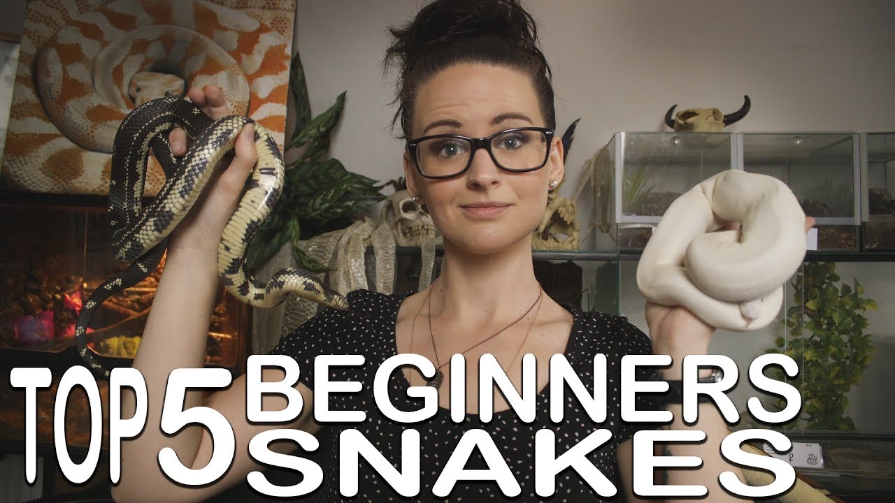 Top 5 Beginners Snake I Recommend Youtube