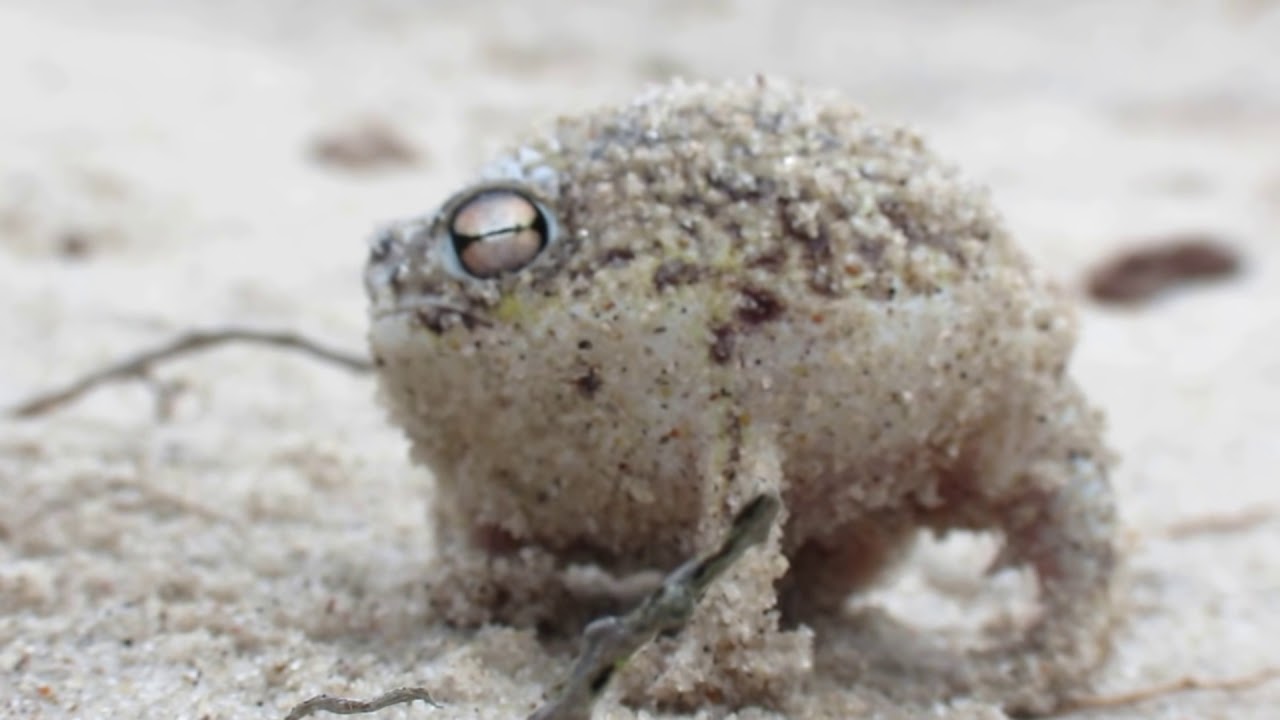 Worlds Cutest Frog Desert Rain Frog Youtube