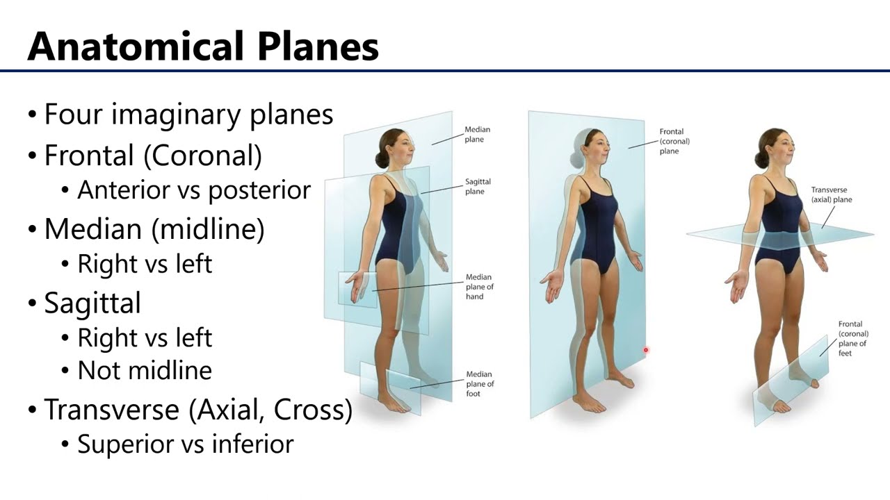 Anatomical Planes Anatomical Terminology And Body Planes Honors
