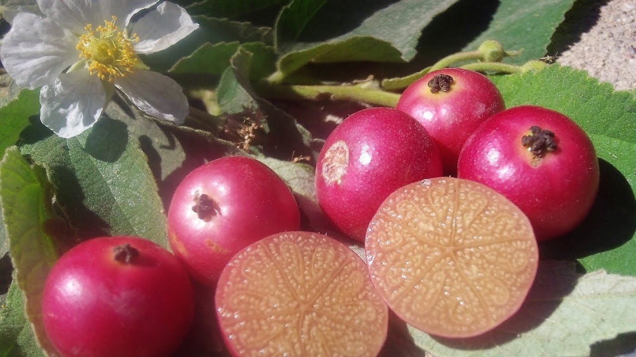 Plantas De Capolín En México Capulin Cherry Mexico Cherry 1 Feet