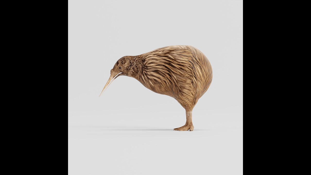 Kiwi Flightless Bird 3d Model Youtube