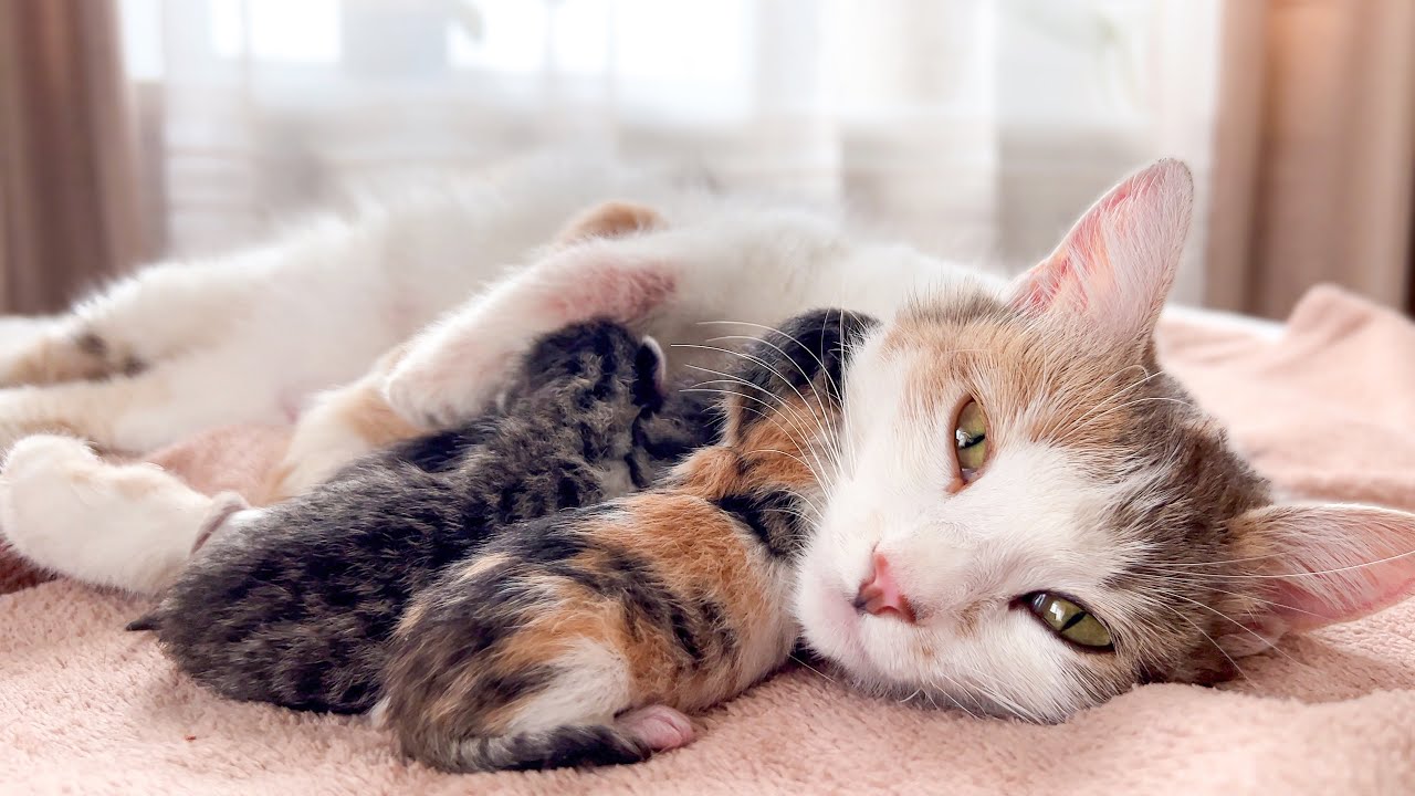 Mother Cat Gave Birth To 4 Kittens First Hours Of Babies Life Youtube