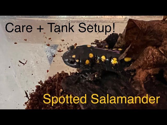 Spotted Salamander Care