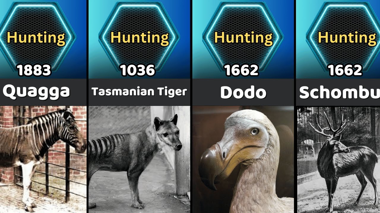 Top 20 Extinct Animals Youtube