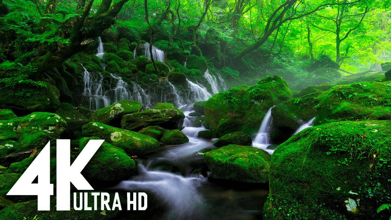 Beautiful Rainforest Waterfall With Birds Singing Relaxation Nature