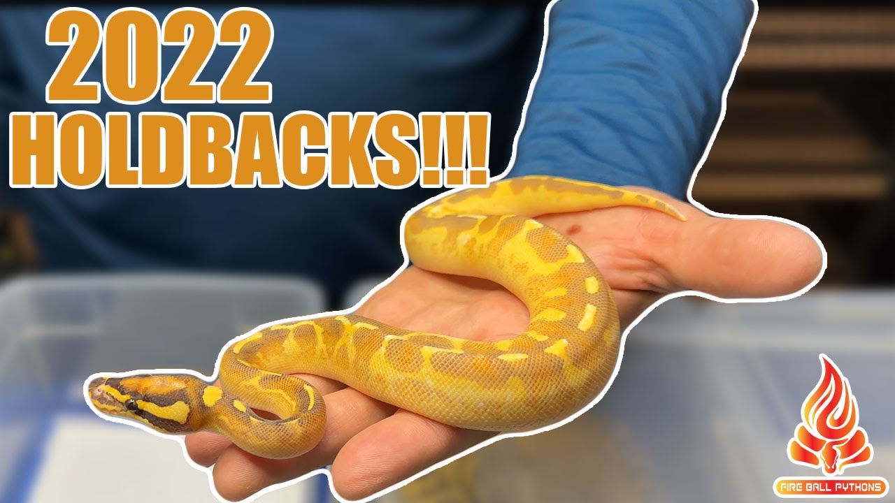 2022 Holdbacks Ballpython Snakes Eggcutting Youtube