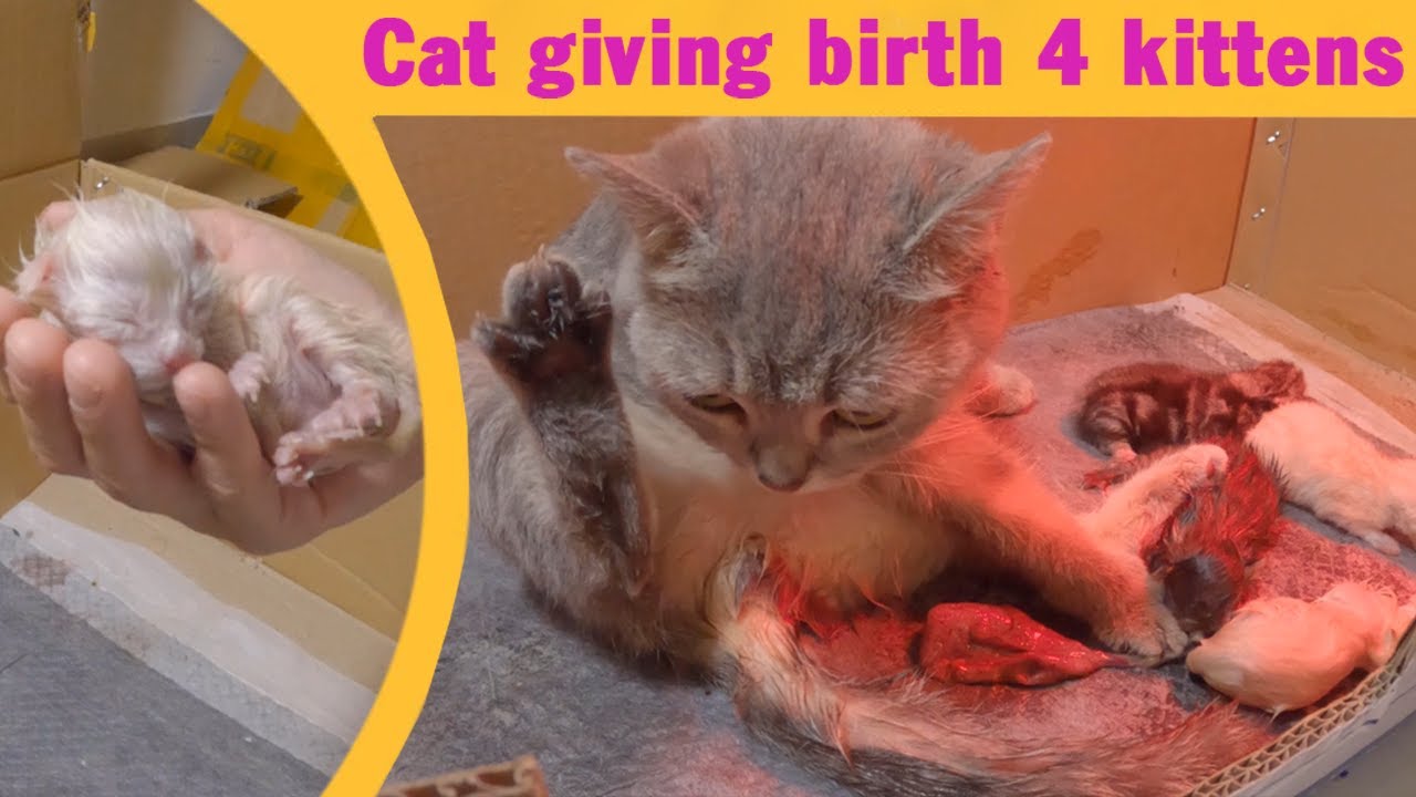 Cat Giving Birth I Helped The Mother Cat Give Birth To 4 Healthy And