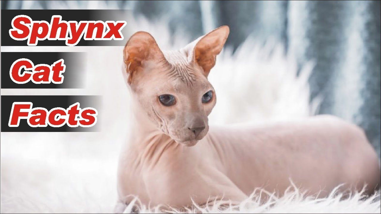 Interesting Facts About Sphynx Cats Sphynx Cat Facts Youtube