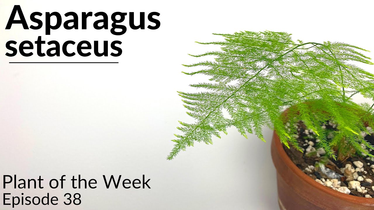 Asparagus Setaceus Fern Care At Viola Lynch Blog