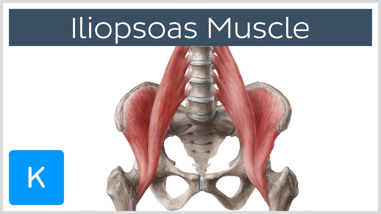 Iliopsoas Muscle Action Function Anatomy Innervation Human