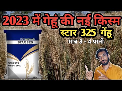 स ट र 325 ग ह Star 325 Wheat म त र 3 4 प न म 28 30 क टल