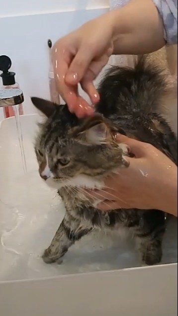 ёяшбasmr ёяриёяъ Cat Spa Day Washing Siberian Cat Cat Catlover Pets Catspa