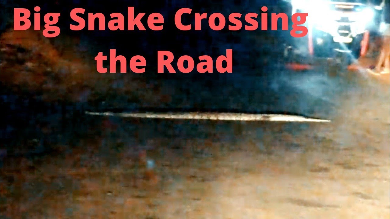 Wild Life Big Python Crossing Village Road Youtube
