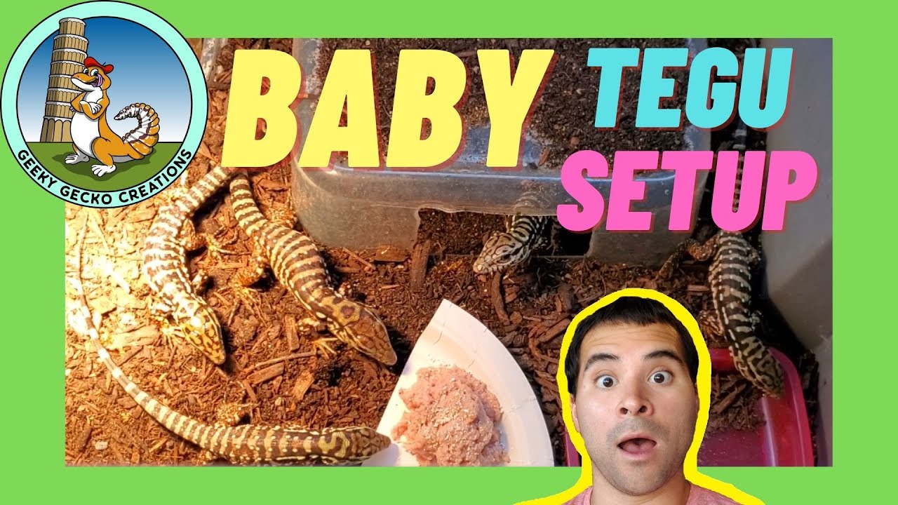 Baby Tegu Setup Care Food Humidity 2021 Youtube