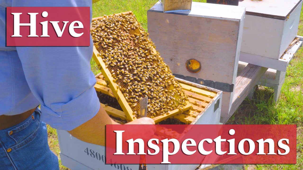 Proper Hive Inspection Techniques Beekeeping Academy Ep 35 Youtube