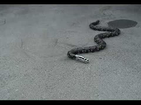 Cool Robot Snake Youtube