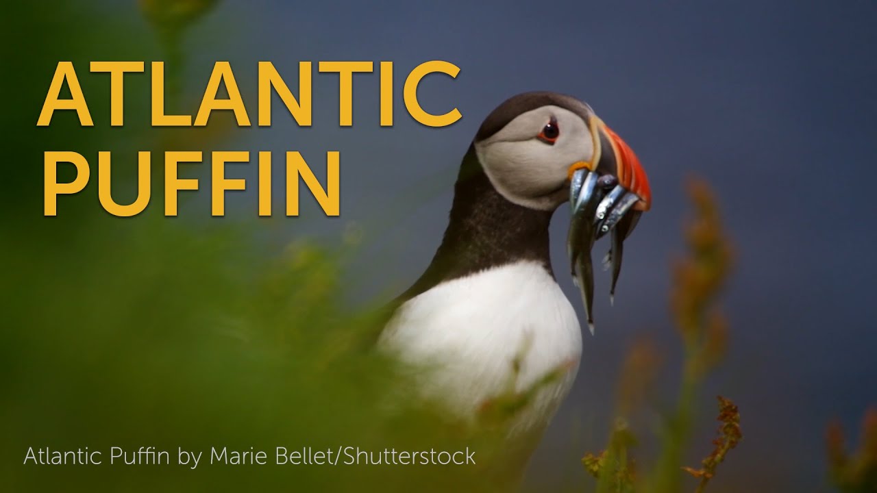 Atlantic Puffin Youtube