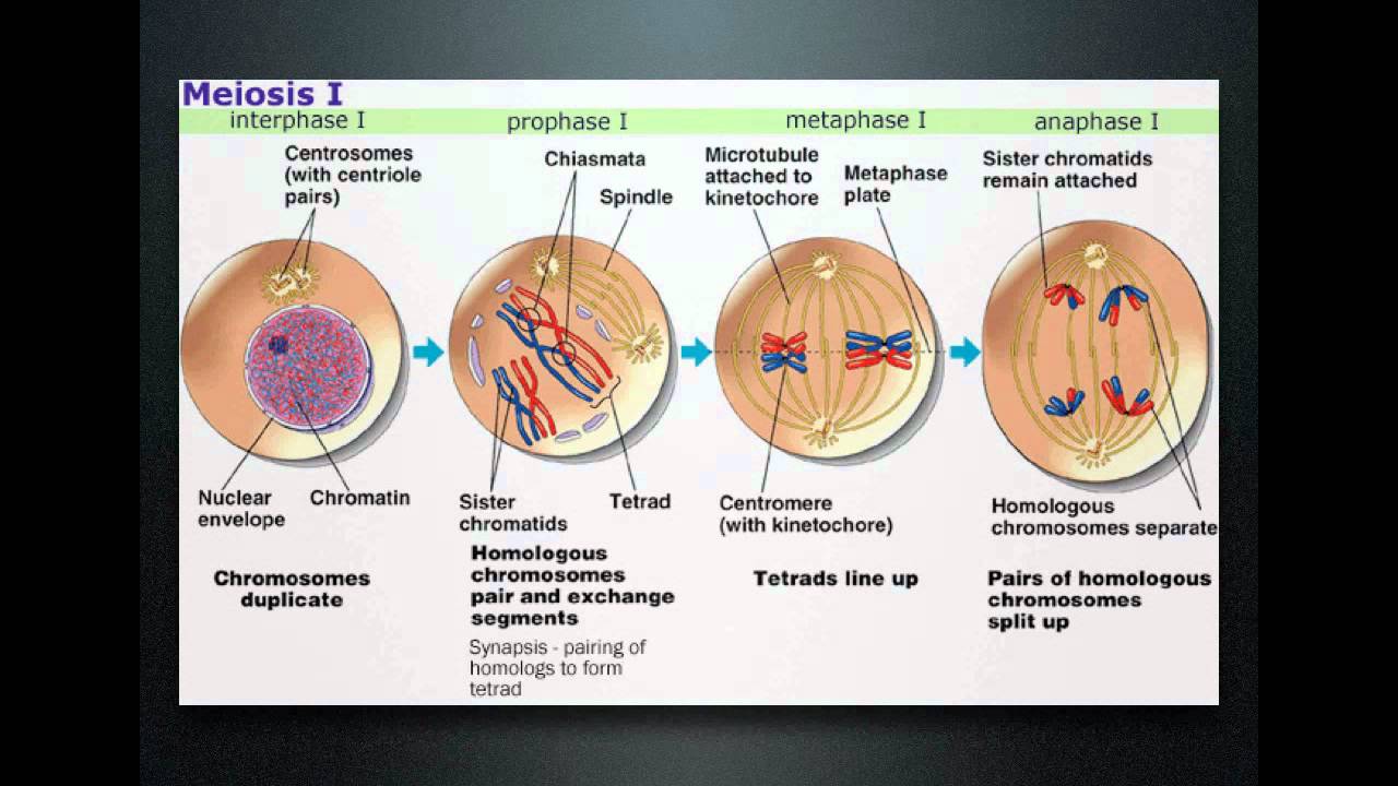 Meiosis Youtube