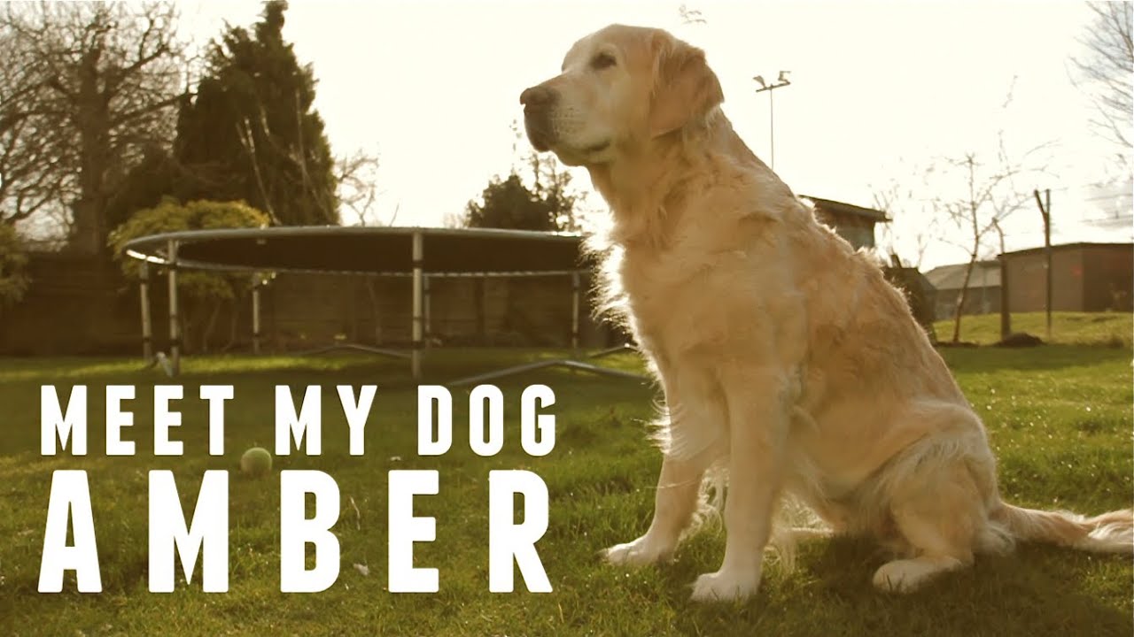 Meet My Dog Youtube