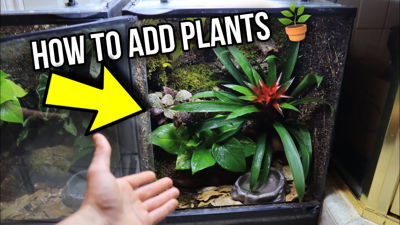 How To Add Plants To Your Bioactive Reptile Enclosure Bioactive Setup