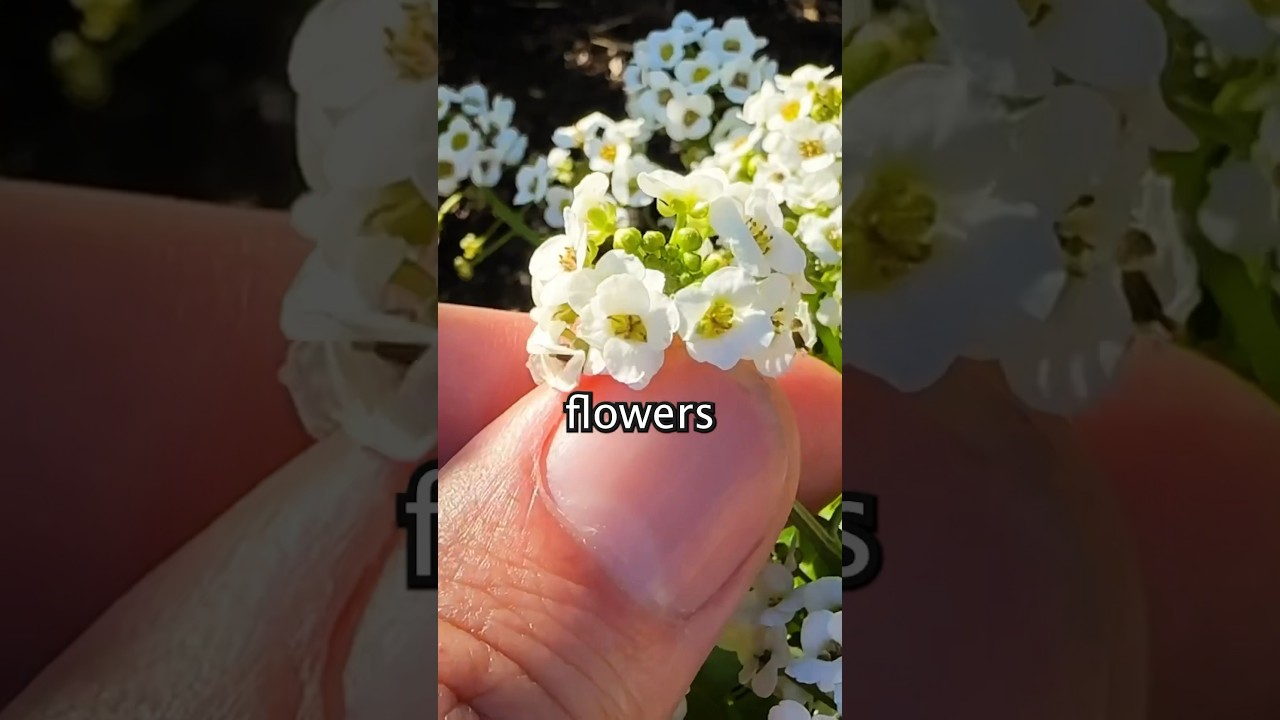 Plant These Once And They Ll Never Leave Your Garden Green Garden