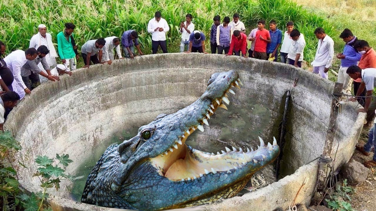 Worlds Largest Crocodile Ever Caught