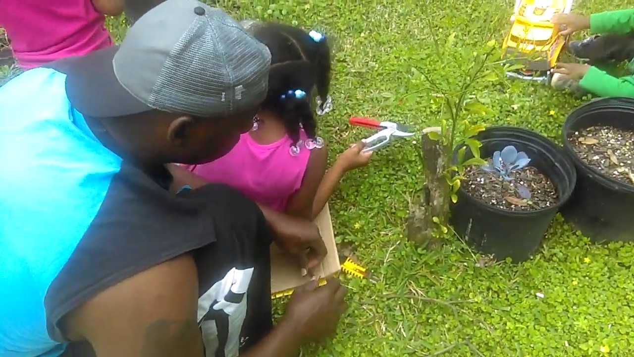 Grafting Citrus Trees Best Time Youtube