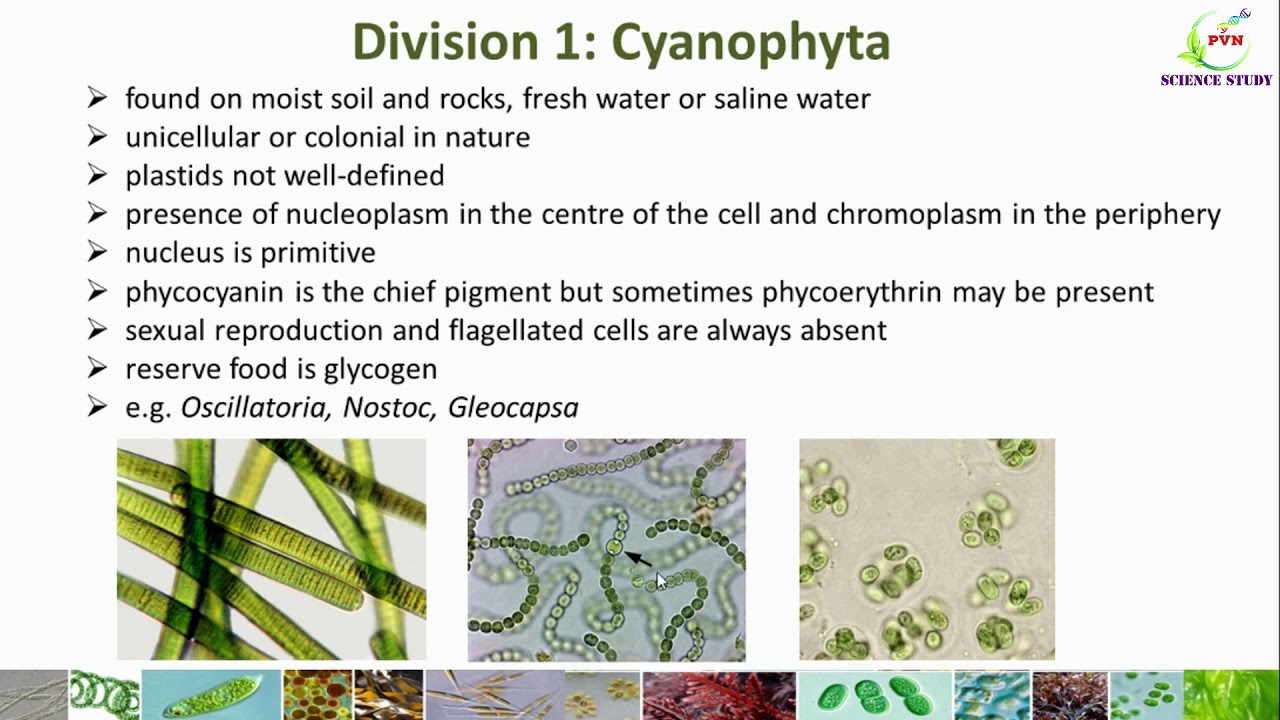 Algae General Characters And Classification