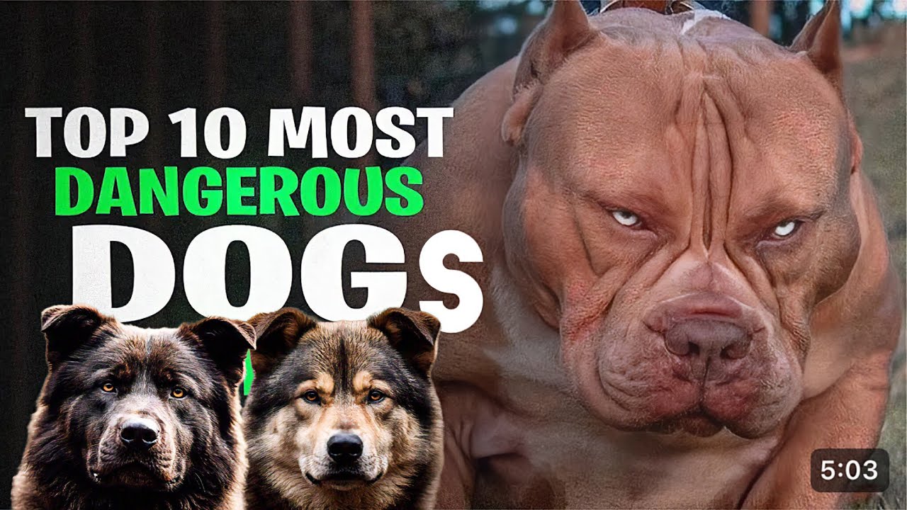 Top Ten Most Dangerous Dog Breeds In The World Infoupdate Org