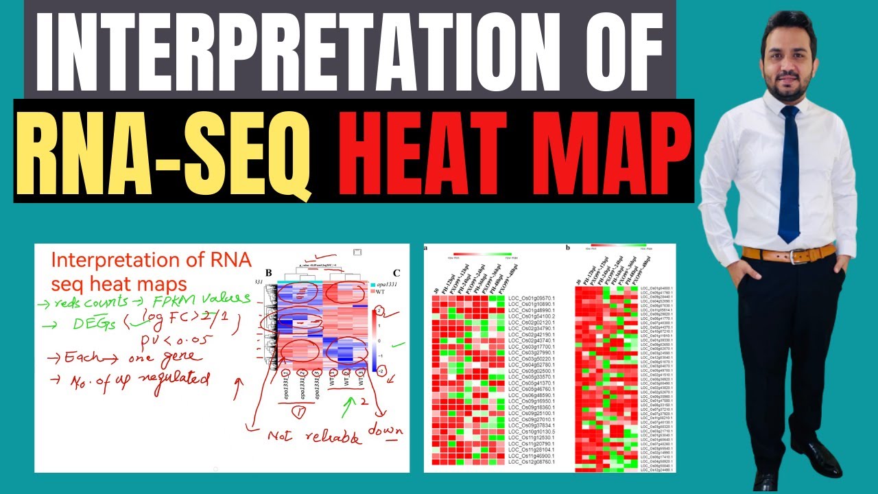 Interpretation Of Rna Seq Heat Maps Youtube