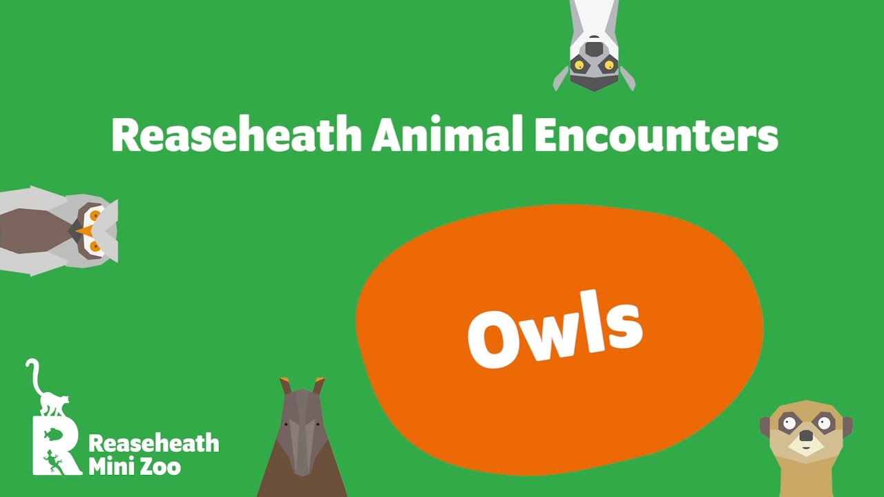 Reaseheath Mini Zoo Animal Encounters Owls Youtube