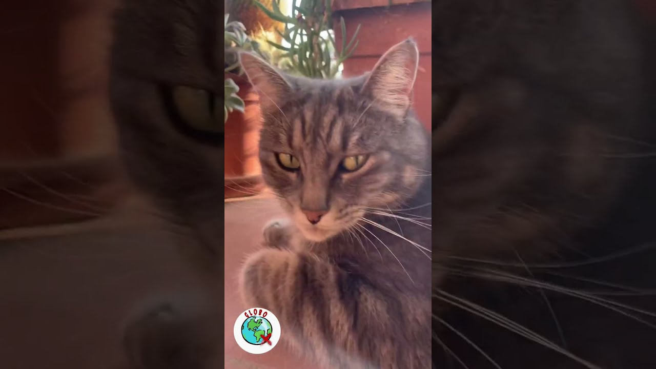 Gatto Youtube