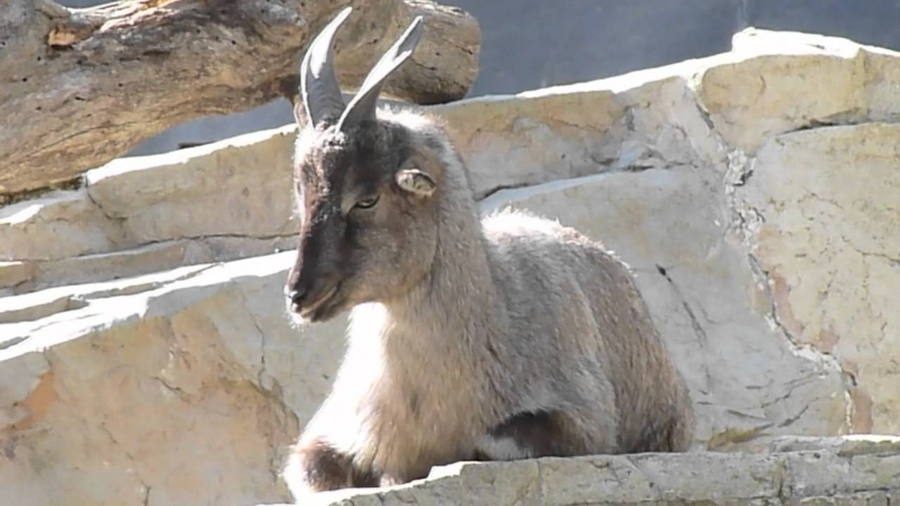 Central Chinese Goral Youtube