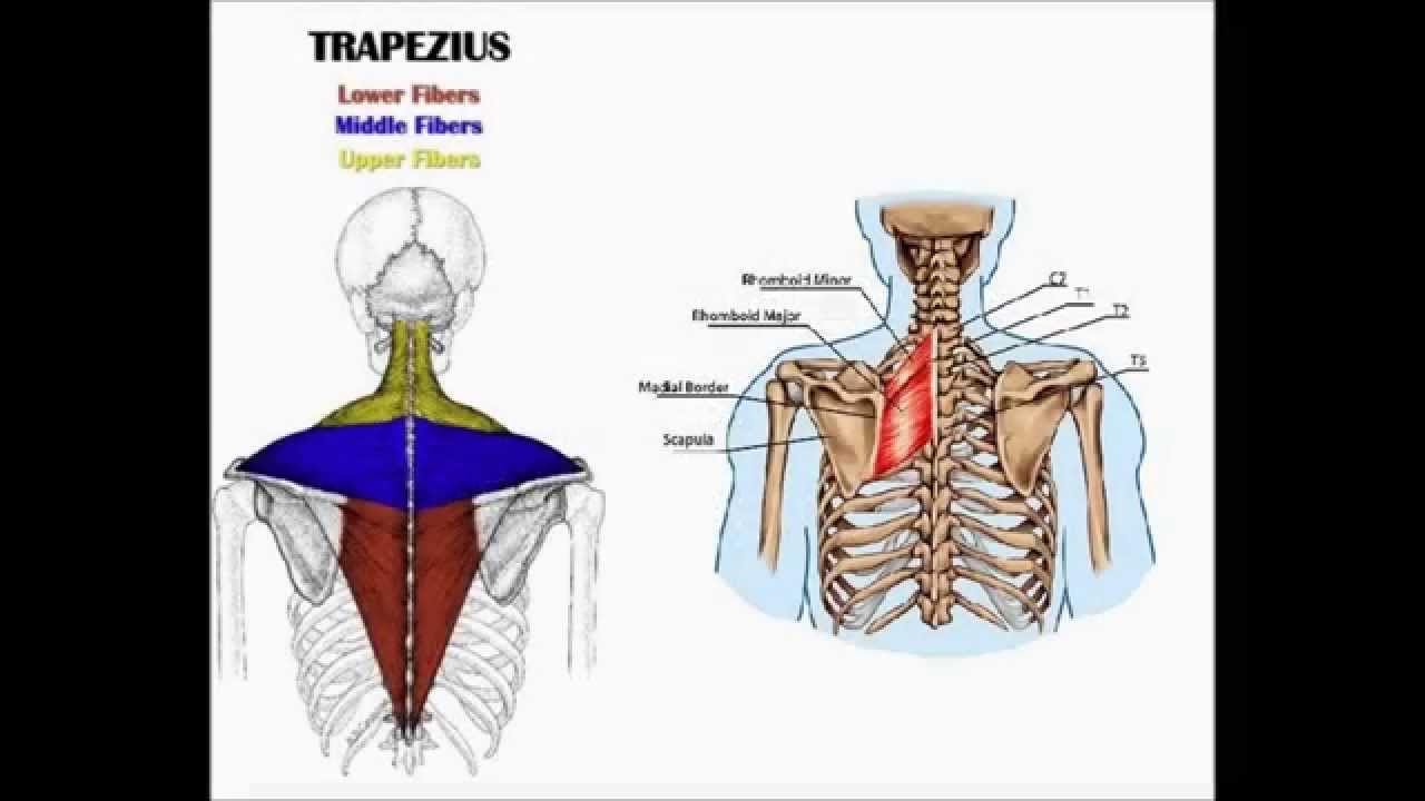 Middle Trapezius Rhomboids Youtube