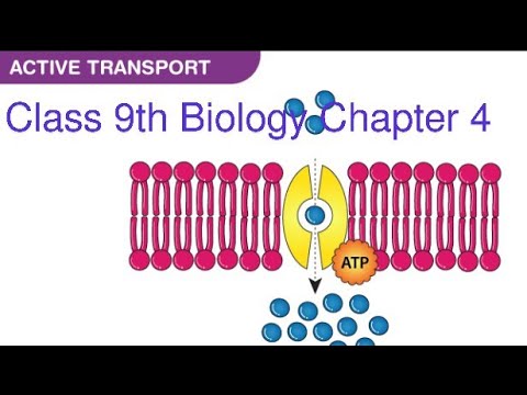 Active Transport Chapter 4 9th Biology Biology Youtube