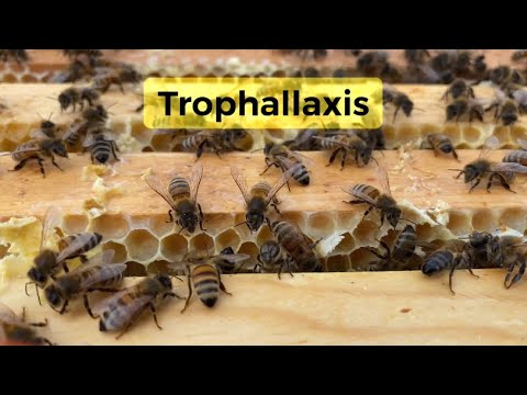 Honey Bee Communication Trophallaxis Youtube