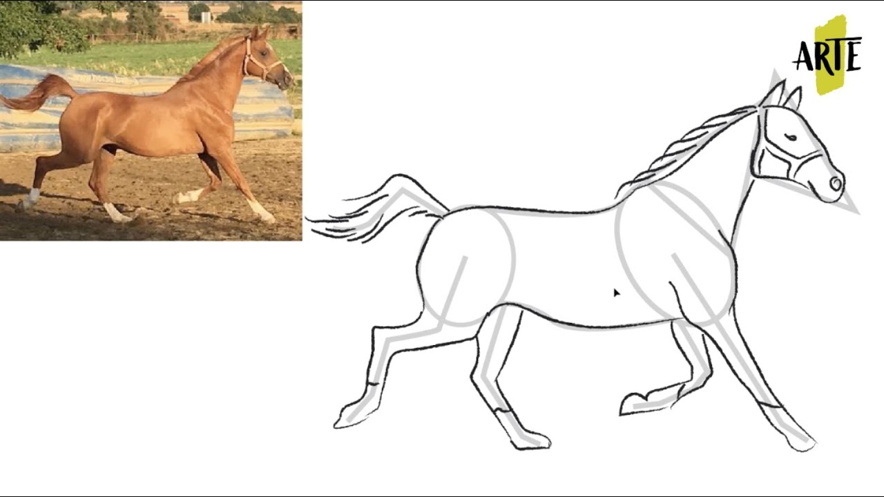 Dibujos De Caballos A Color